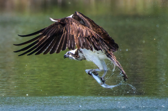 Thread painting birds: an osprey project – Susan Palmer's Exquisite Now